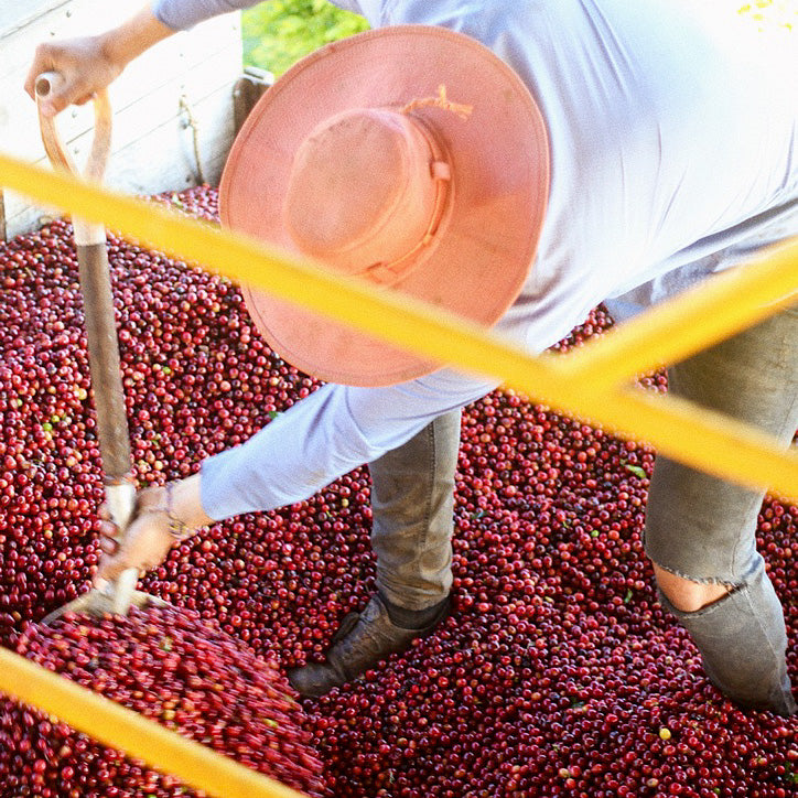 Costa Rica - Angelina – Hola Coffee Roasters