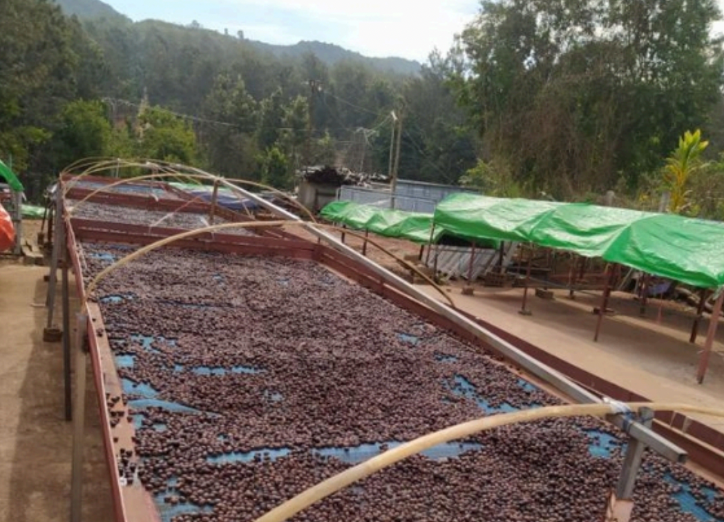Myanmar - Ngu Shwe Li – Hola Coffee Roasters