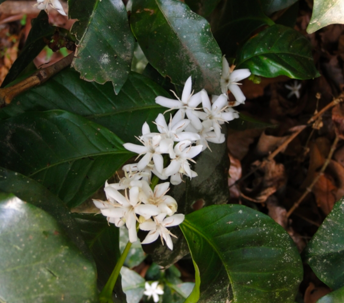 1000g Honduras - COMSA 691 (Orgánico) – Hola Coffee Roasters