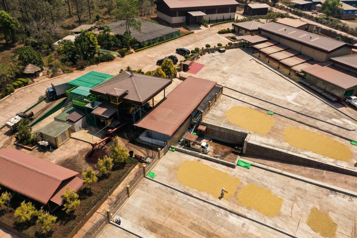 1000g Myanmar - Ngu Shwe Li Washed – Hola Coffee Roasters